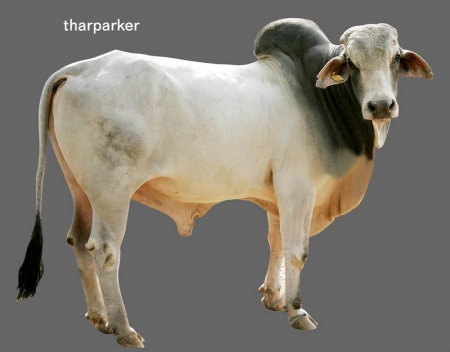 Hariana | Tharparkar | Kankrej Cow breed for dual purpose milk and draught